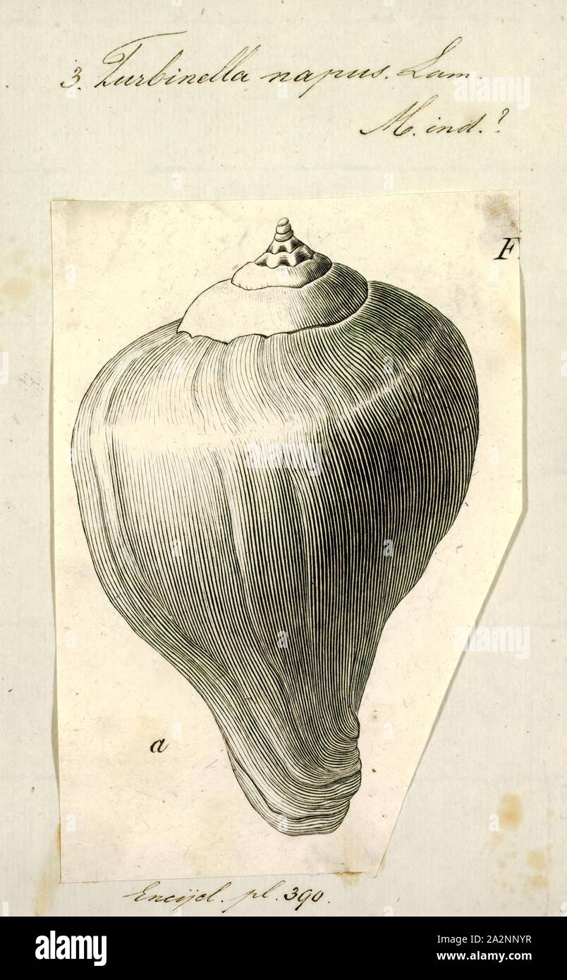 Turbinella napus, Print, Turbinella is a genus of very large sea snails ...
