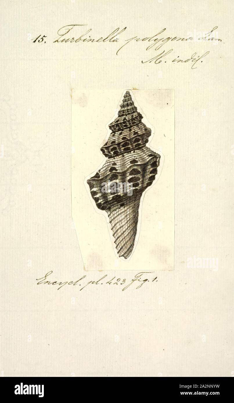 Turbinella polygona, Print, Turbinella is a genus of very large sea ...