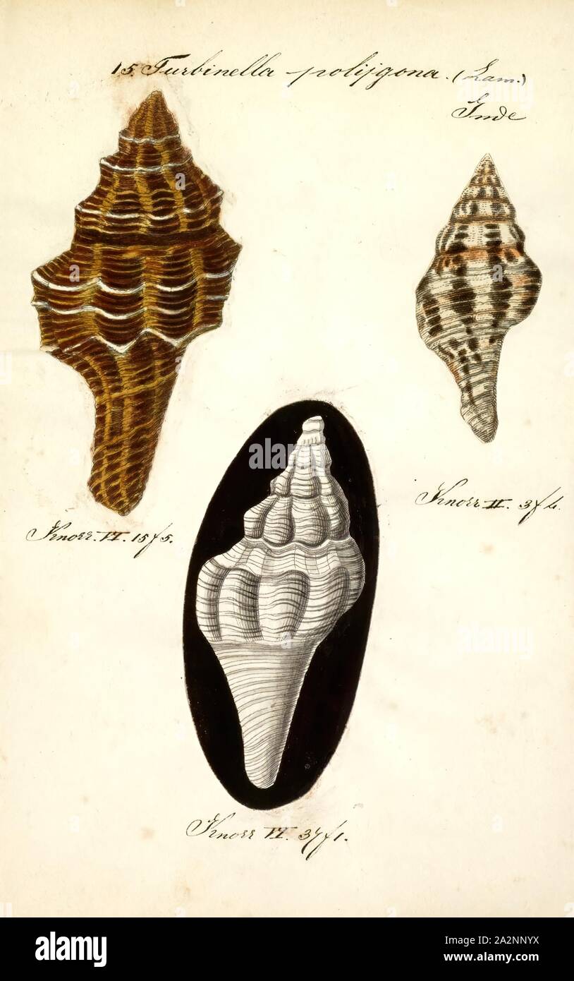 Turbinella polygona, Print, Turbinella is a genus of very large sea ...
