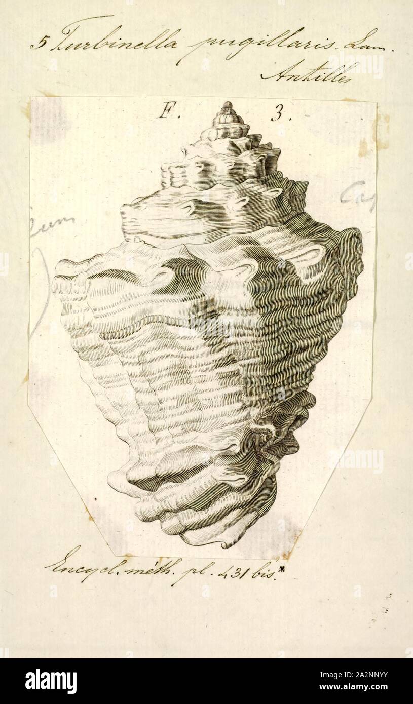 Turbinella pugillaris, Print, Turbinella is a genus of very large sea ...