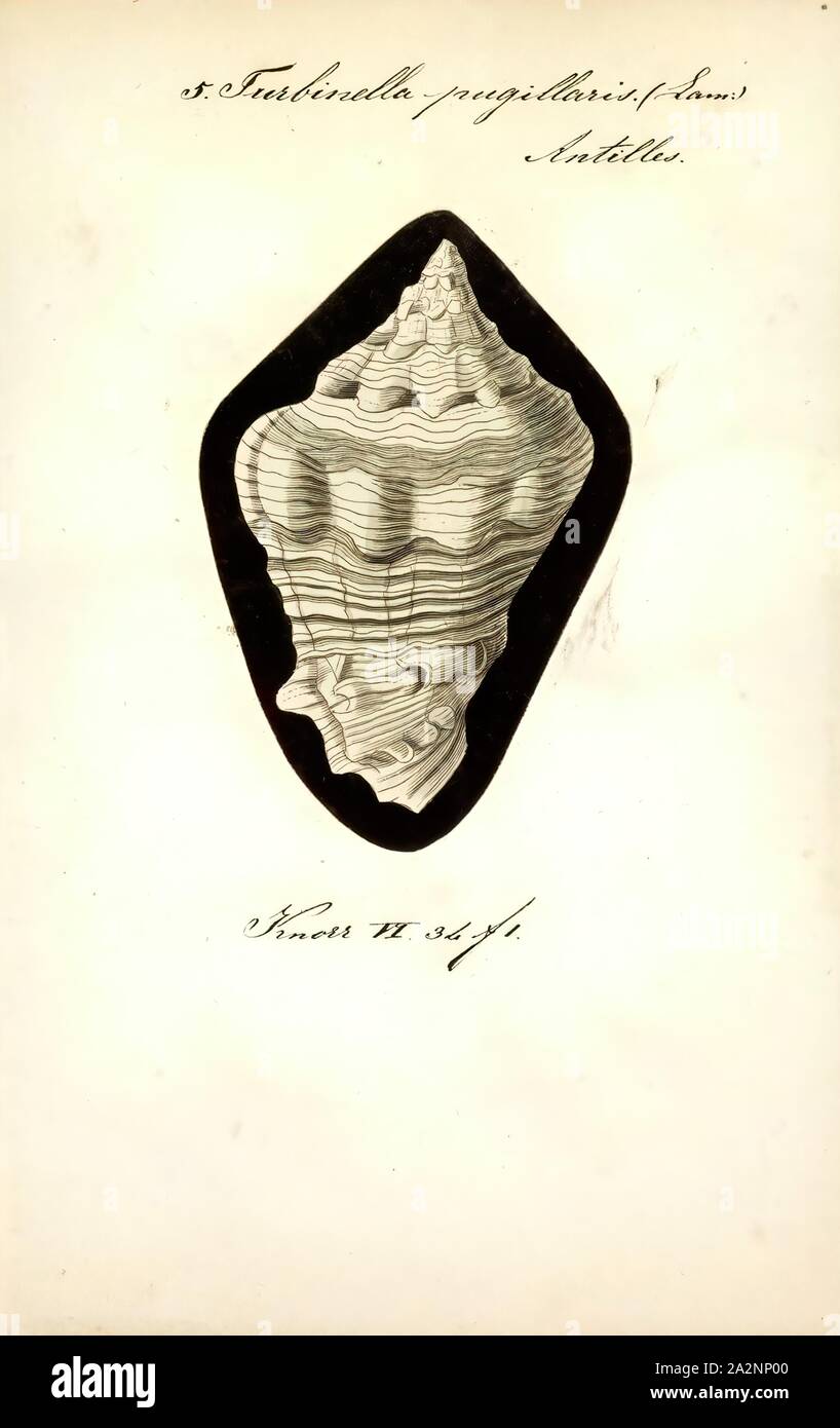 Turbinella pugillaris, Print, Turbinella is a genus of very large sea ...