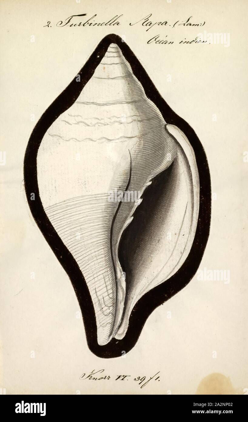 Turbinella rapa, Print, Turbinella is a genus of very large sea snails ...