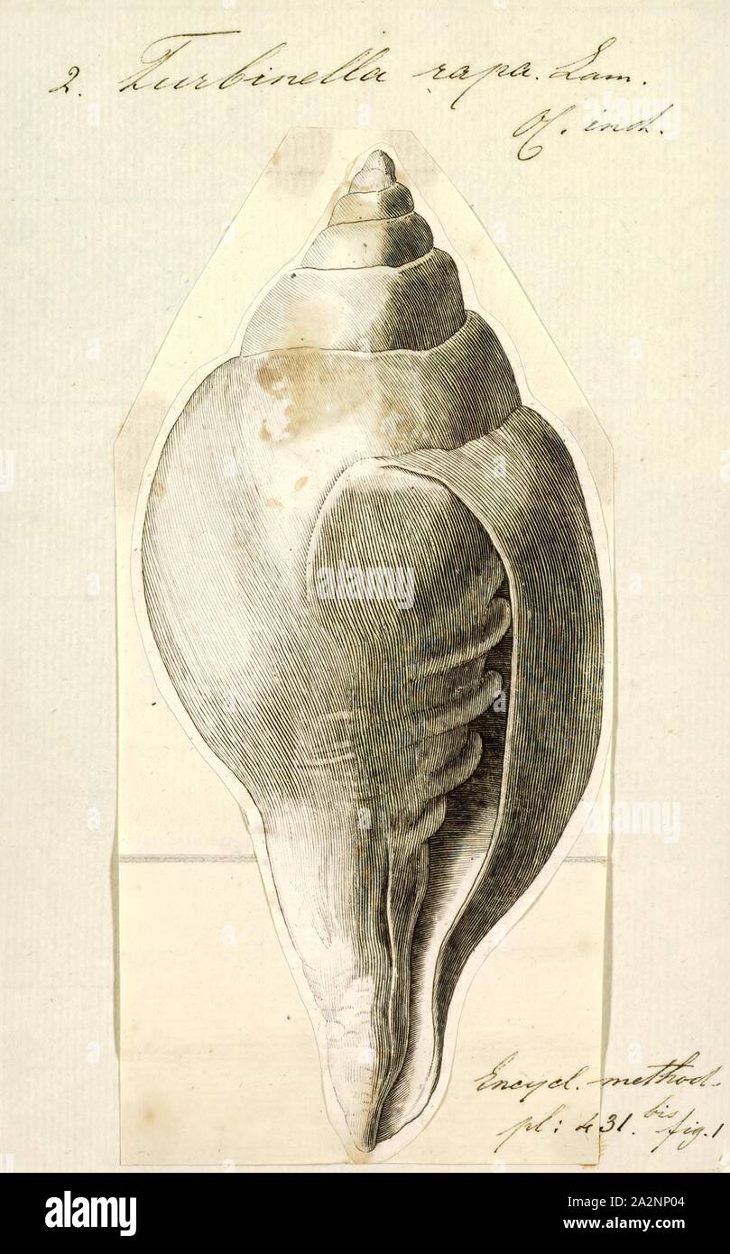 Turbinella rapa, Print, Turbinella is a genus of very large sea snails ...