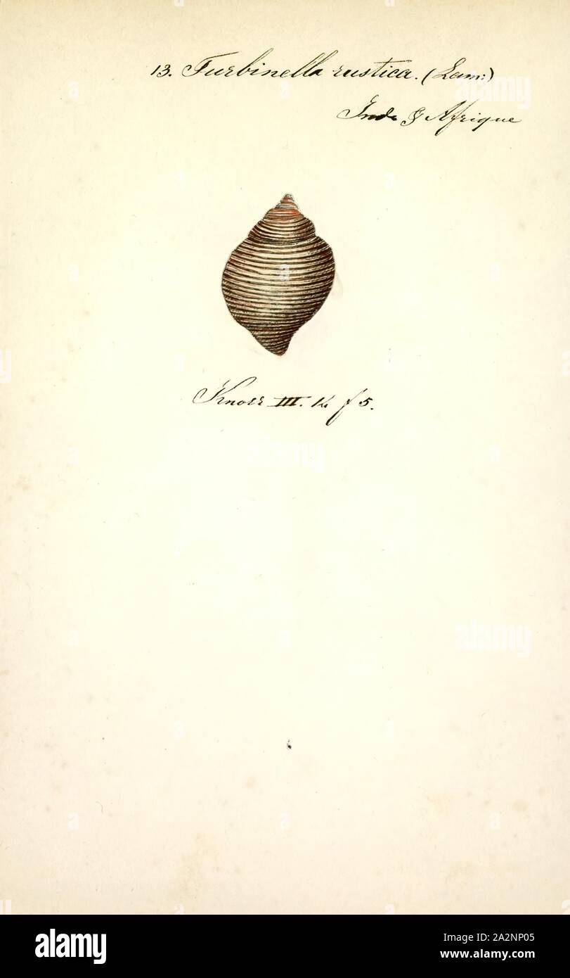 Turbinella rustica hi-res stock photography and images - Alamy