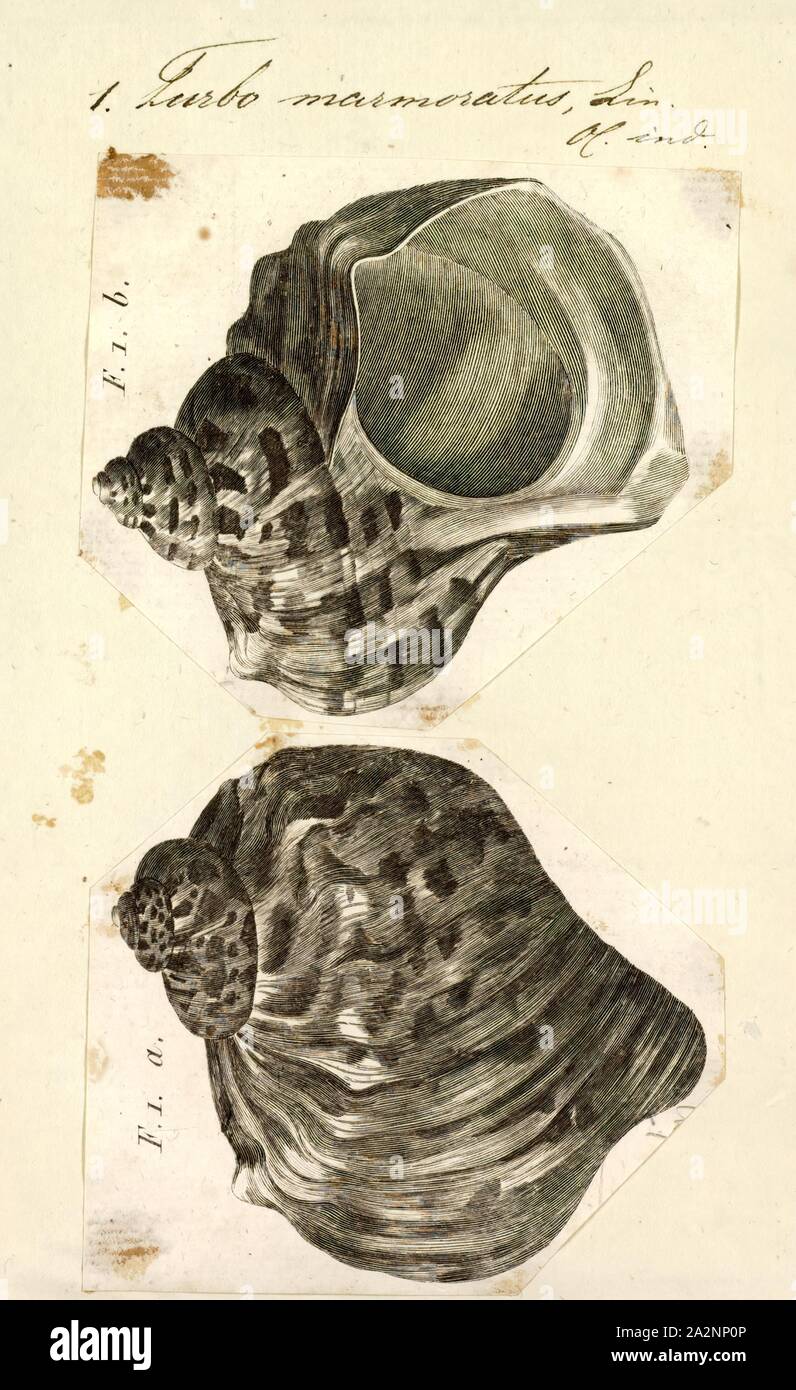 Thick calcareous operculum hi-res stock photography and images - Alamy