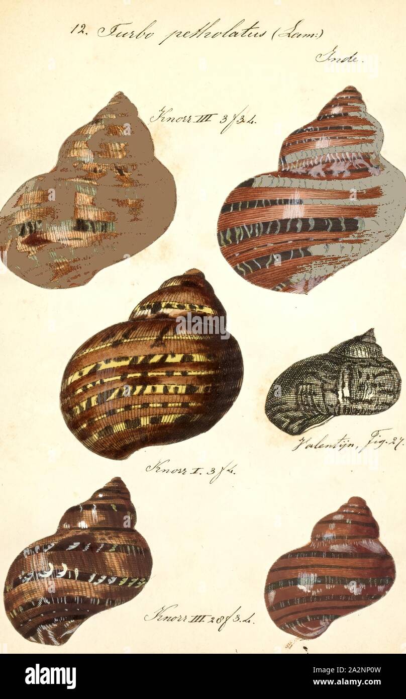 Turbo petholatus, Print, Turbo petholatus, common name the tapestry ...