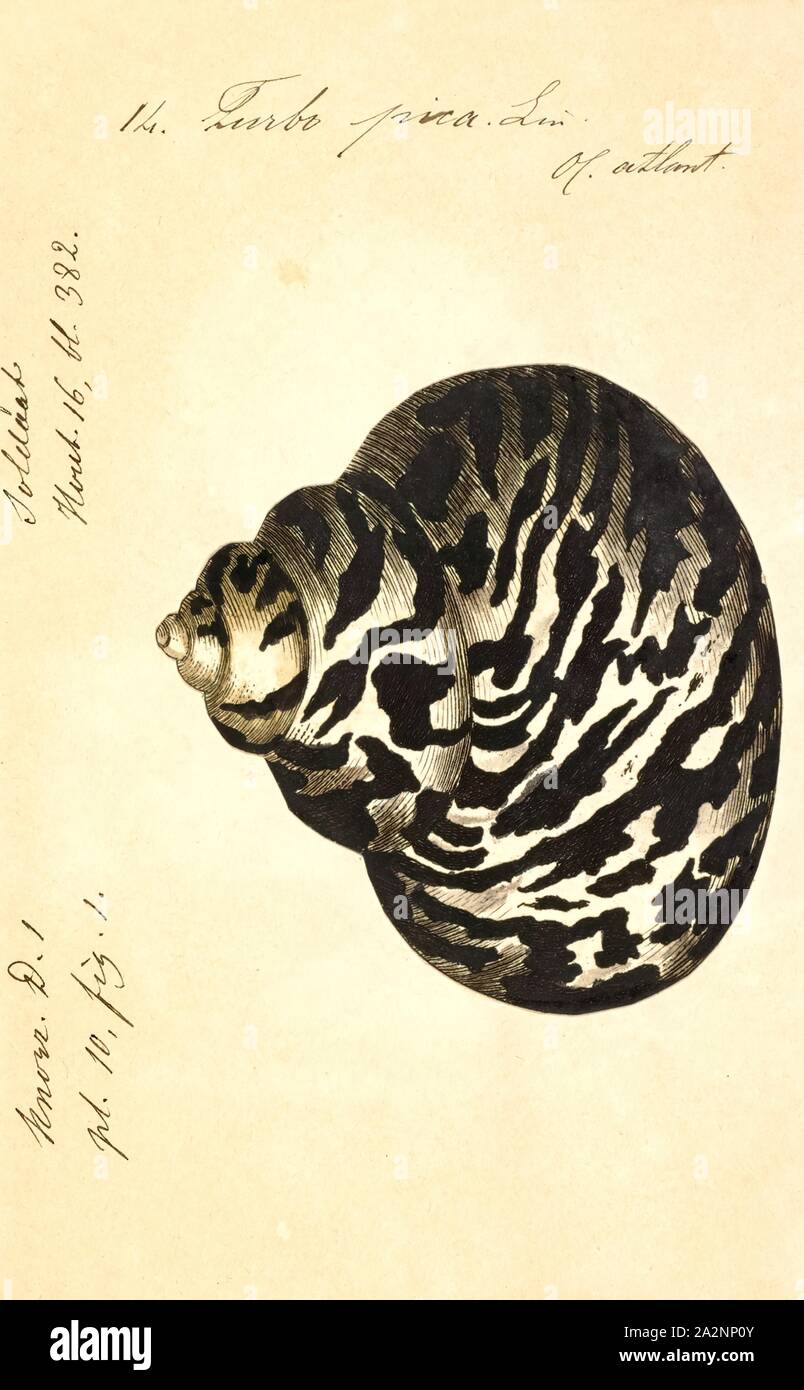 Pica turbo hi-res stock photography and images - Alamy