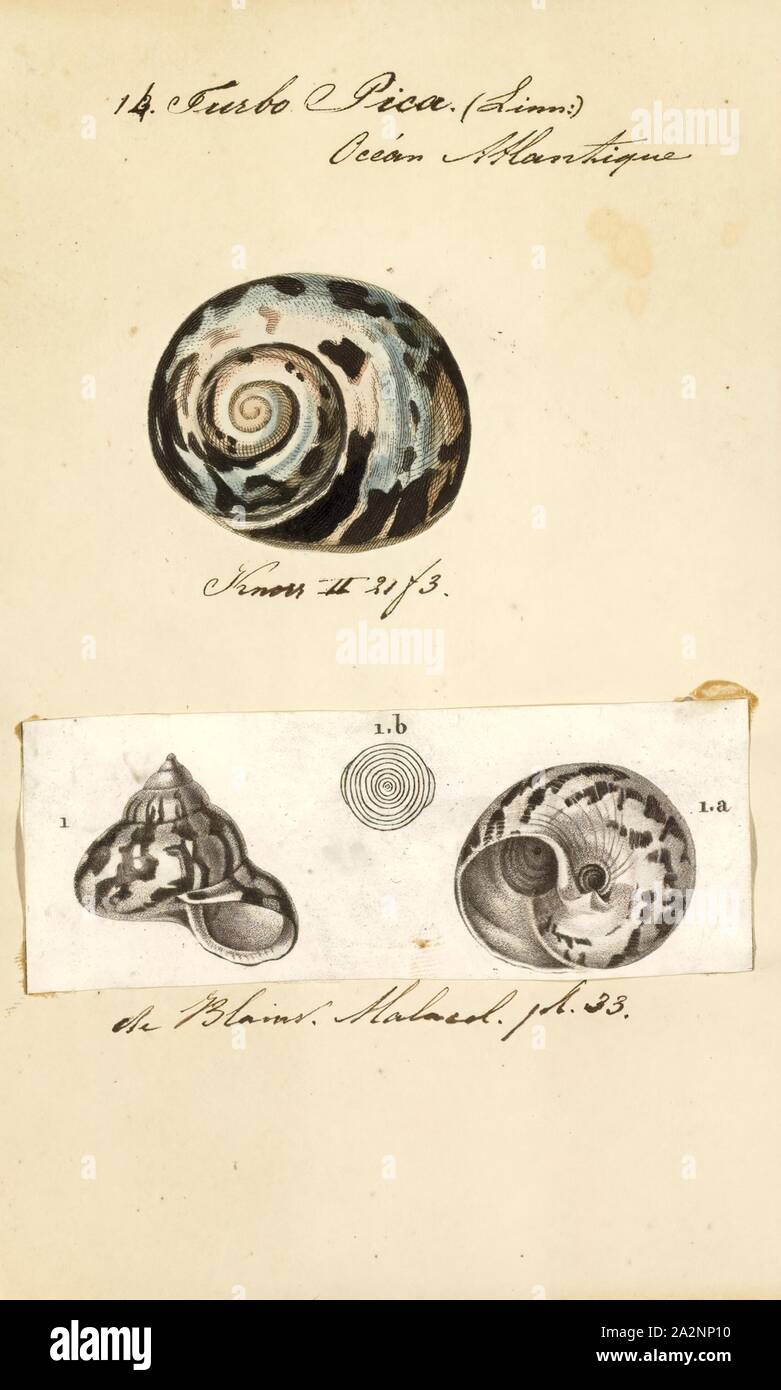 Turbo pica, Print Stock Photo - Alamy