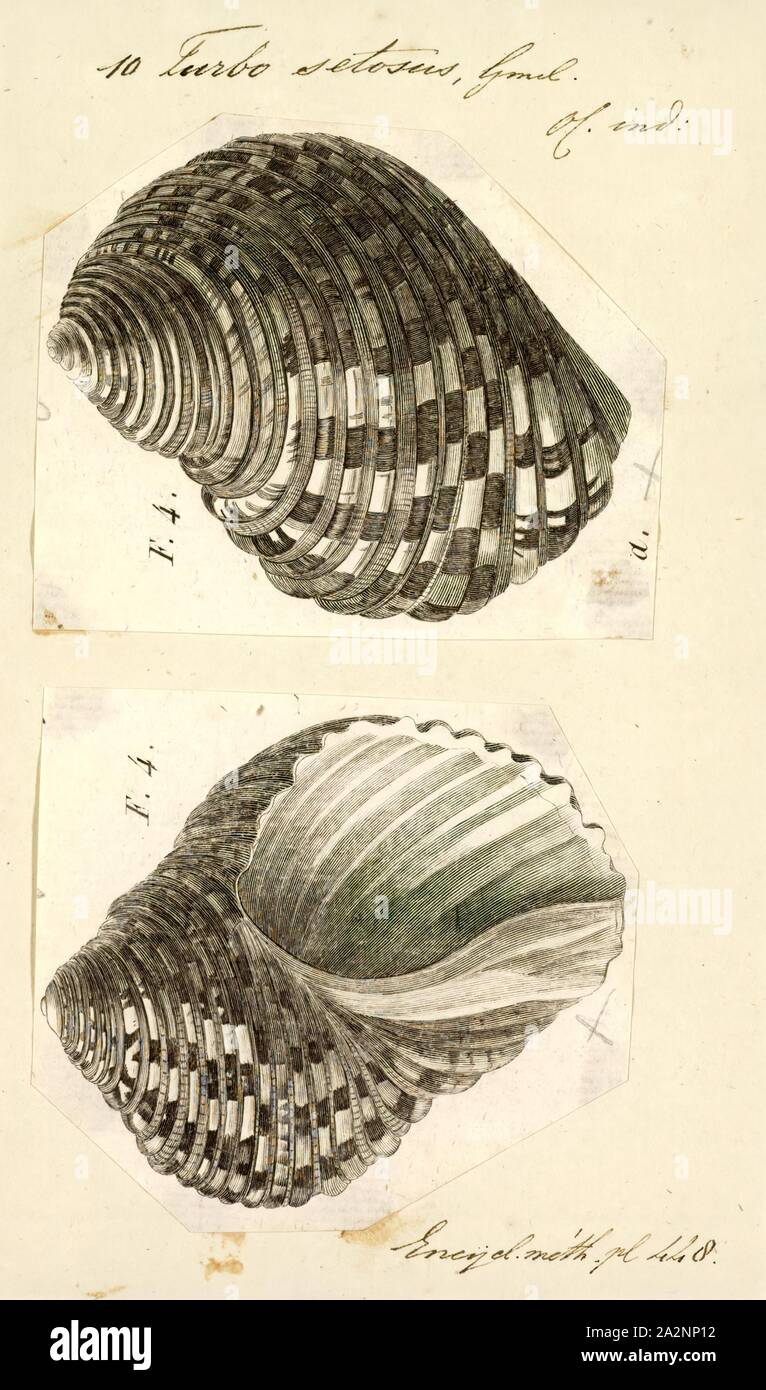 Turbo setosus, Print, Turbo setosus, common name the rough turban, is a ...