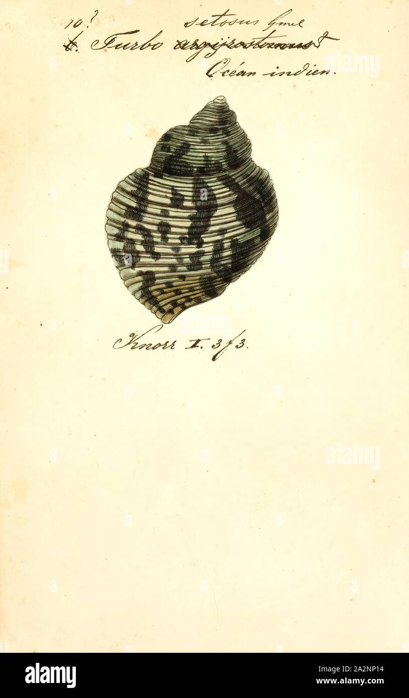 Turbo setosus, Print, Turbo setosus, common name the rough turban, is a ...