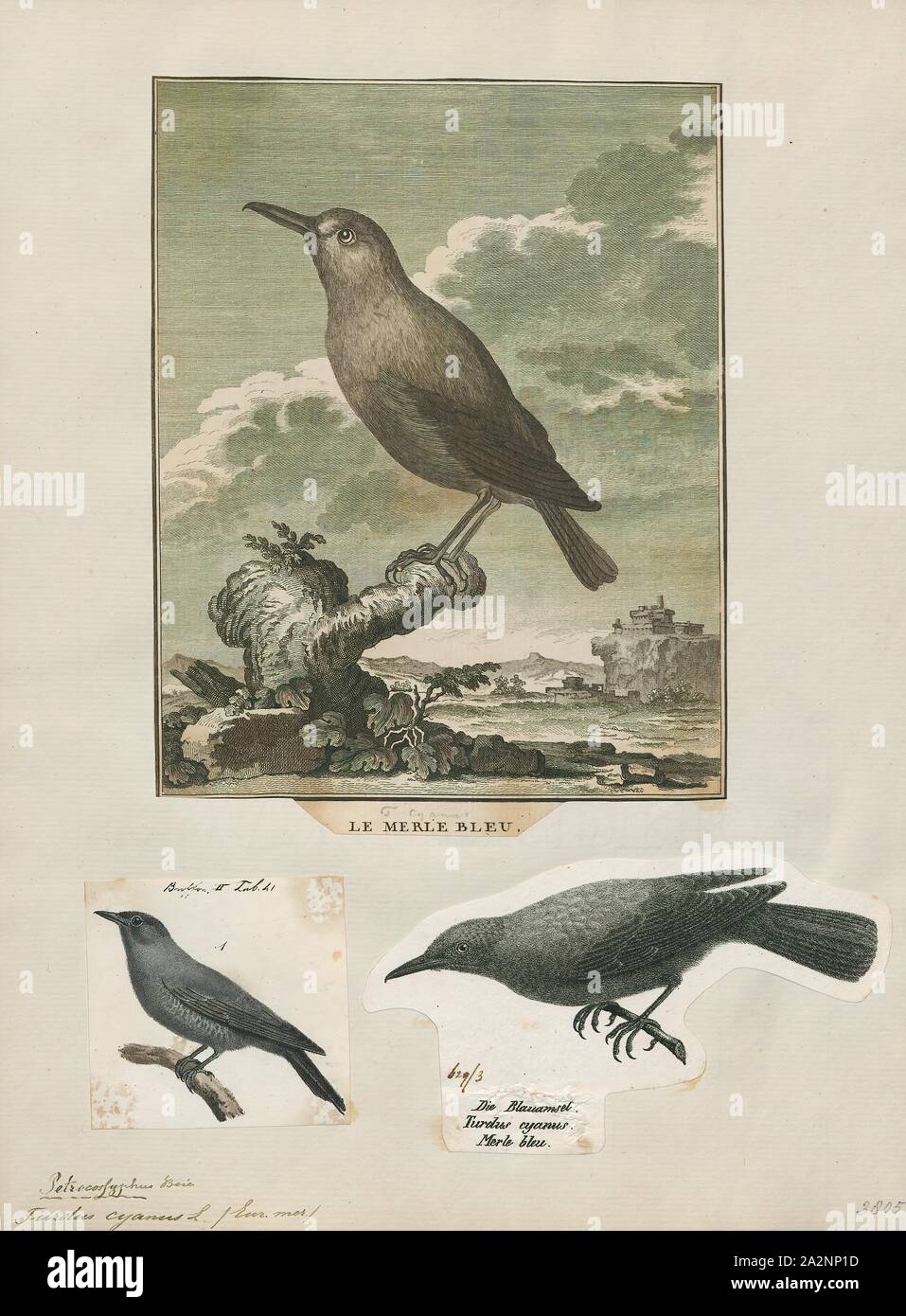 Turdus cyanus, Print, True thrush, True thrushes are medium-sized ...