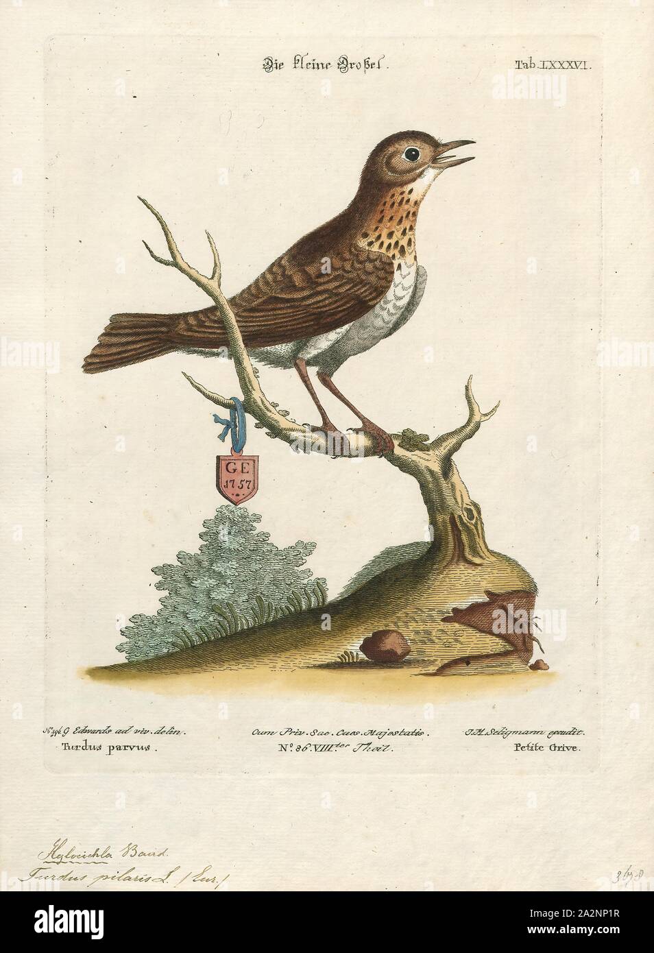 Turdus iliacus, Print, The redwing (Turdus iliacus) is a bird in the ...