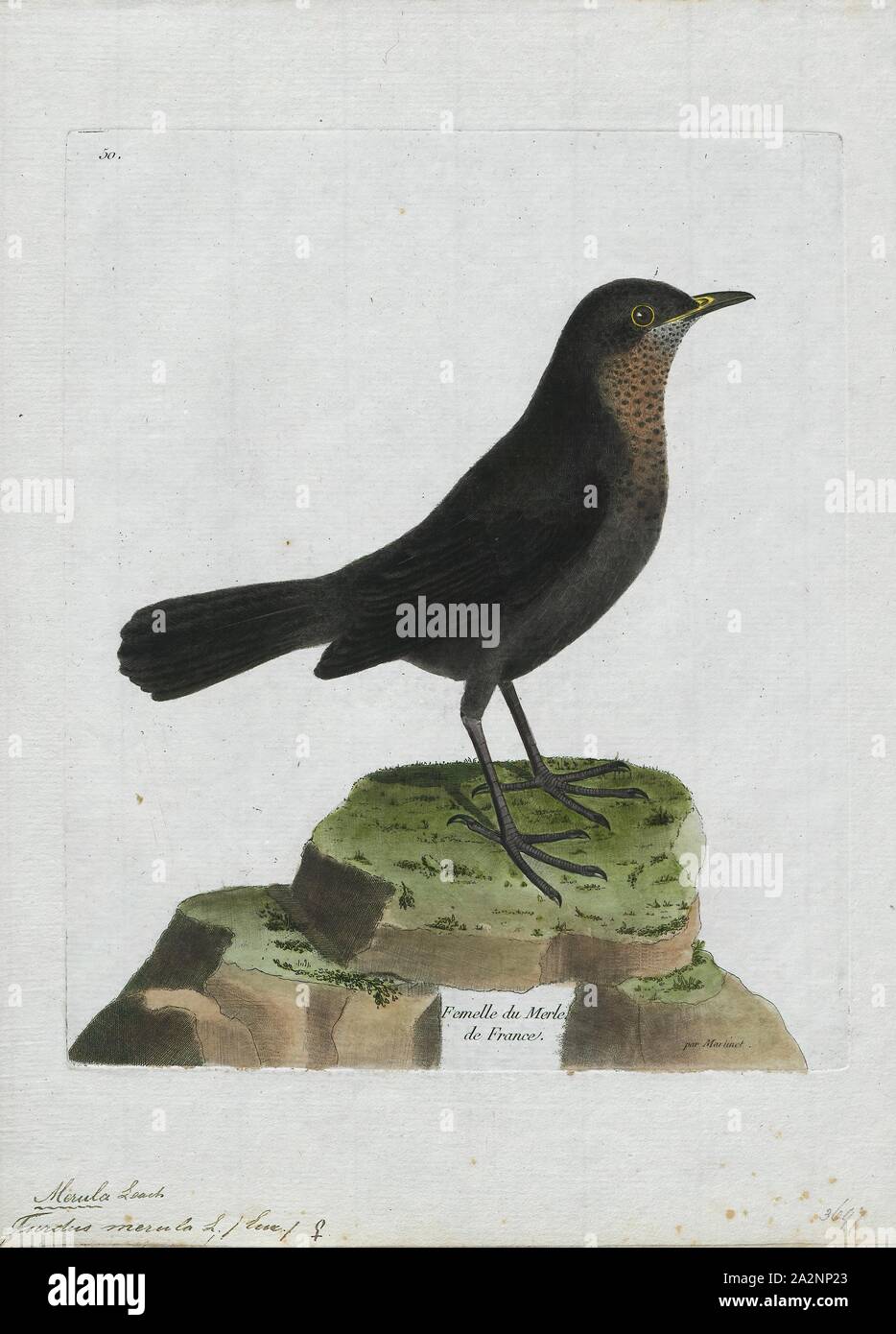 Large thrush species hi-res stock photography and images - Alamy