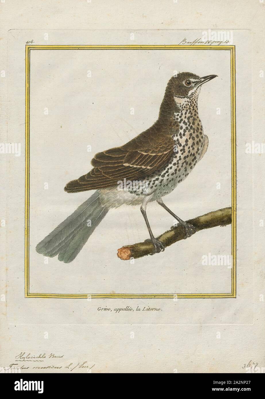 Redwing turdus musicus hi-res stock photography and images - Alamy