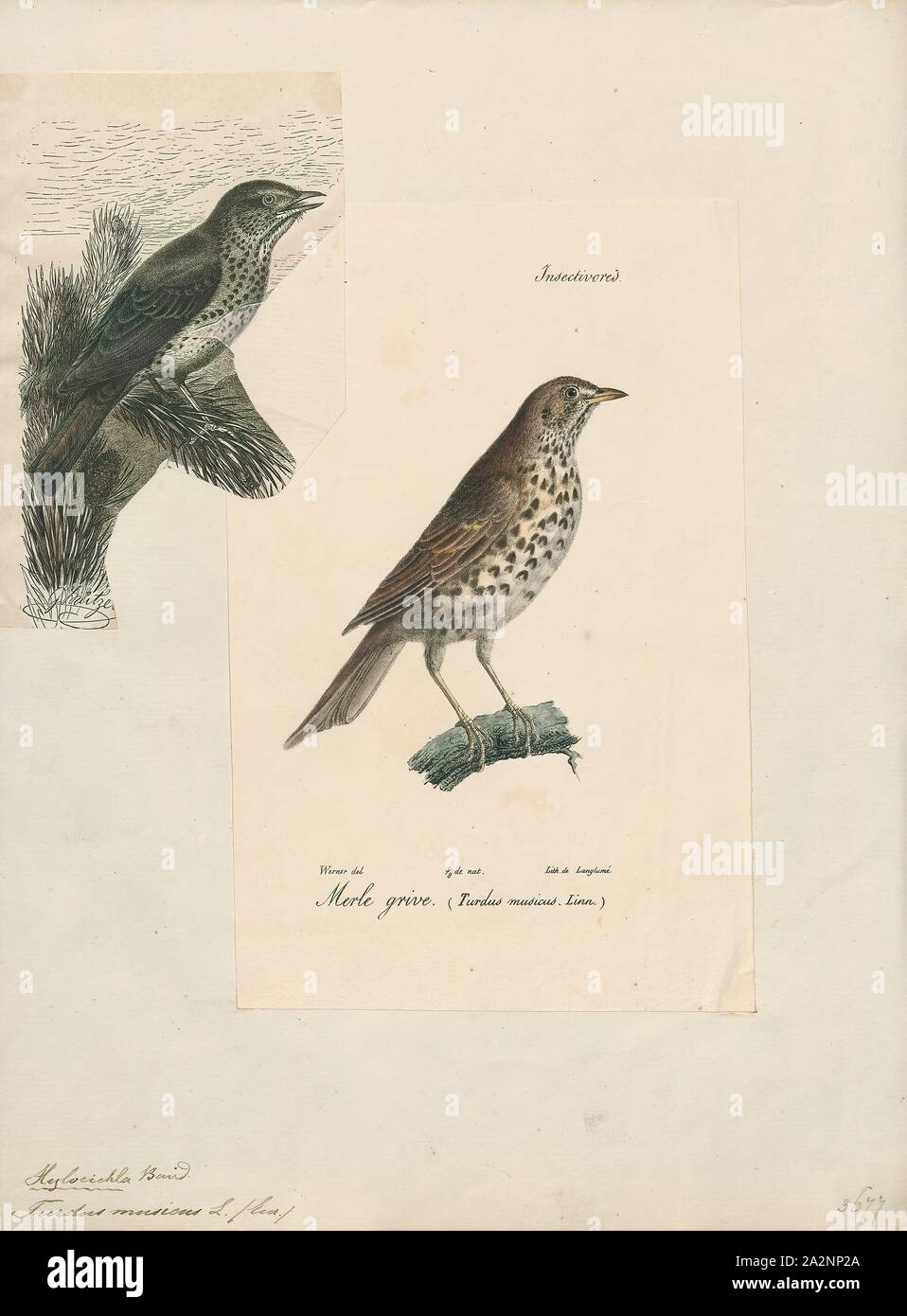 Turdus musicus, Print, The redwing (Turdus iliacus) is a bird in the ...