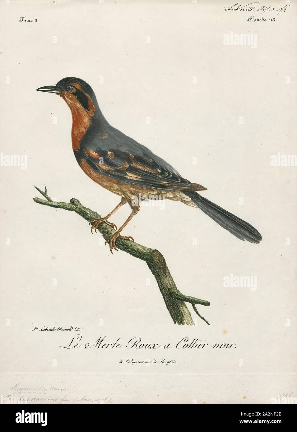 Turdus naevius, Print, True thrush, True thrushes are medium-sized ...