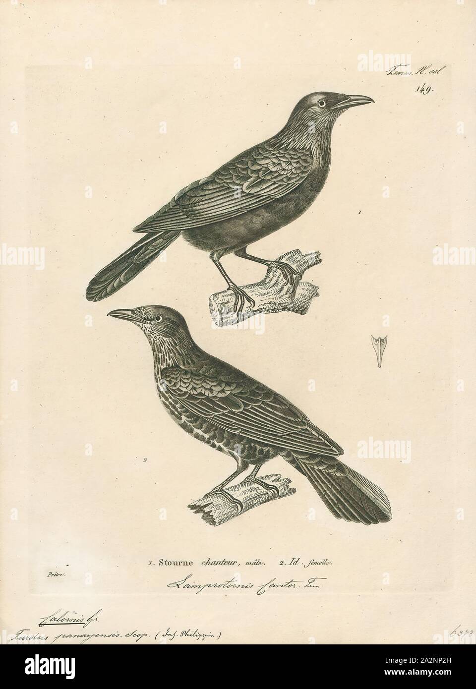 Turdus panayensis hi-res stock photography and images - Alamy