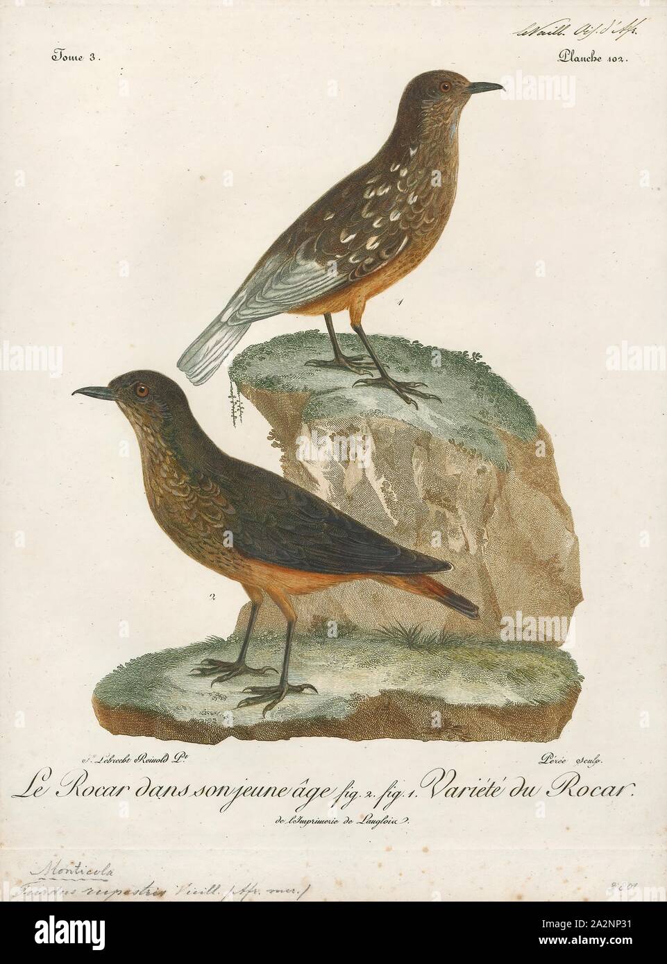 Turdus rupestris hi-res stock photography and images - Alamy