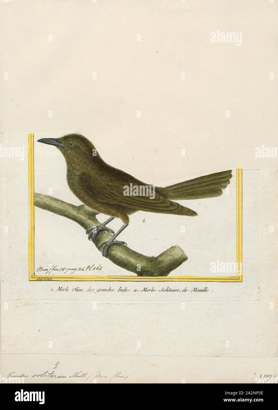 True thrush genus hi-res stock photography and images - Alamy