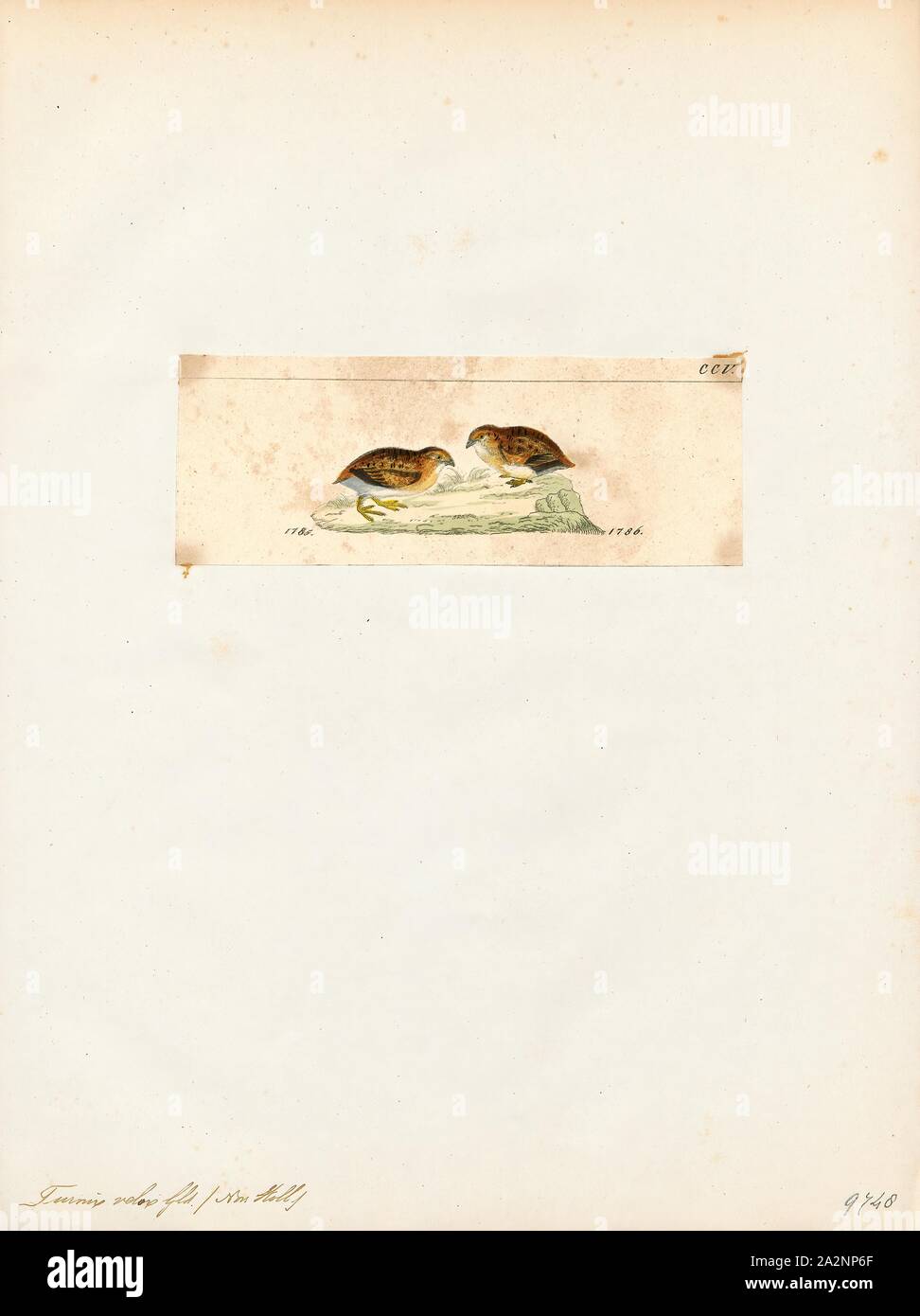 Turnix velox, Print, The little buttonquail (Turnix velox) is a species ...