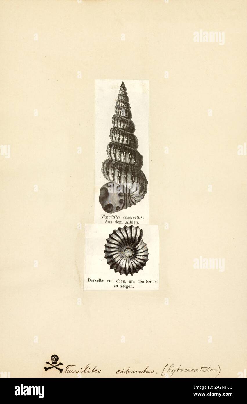 Helically coiled ammonoid cephalopods hi-res stock photography and ...