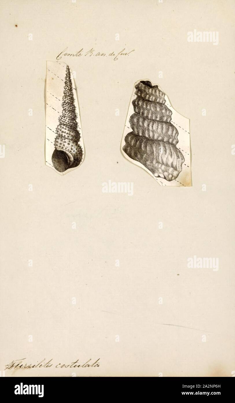 Turrilites costulata hi-res stock photography and images - Alamy