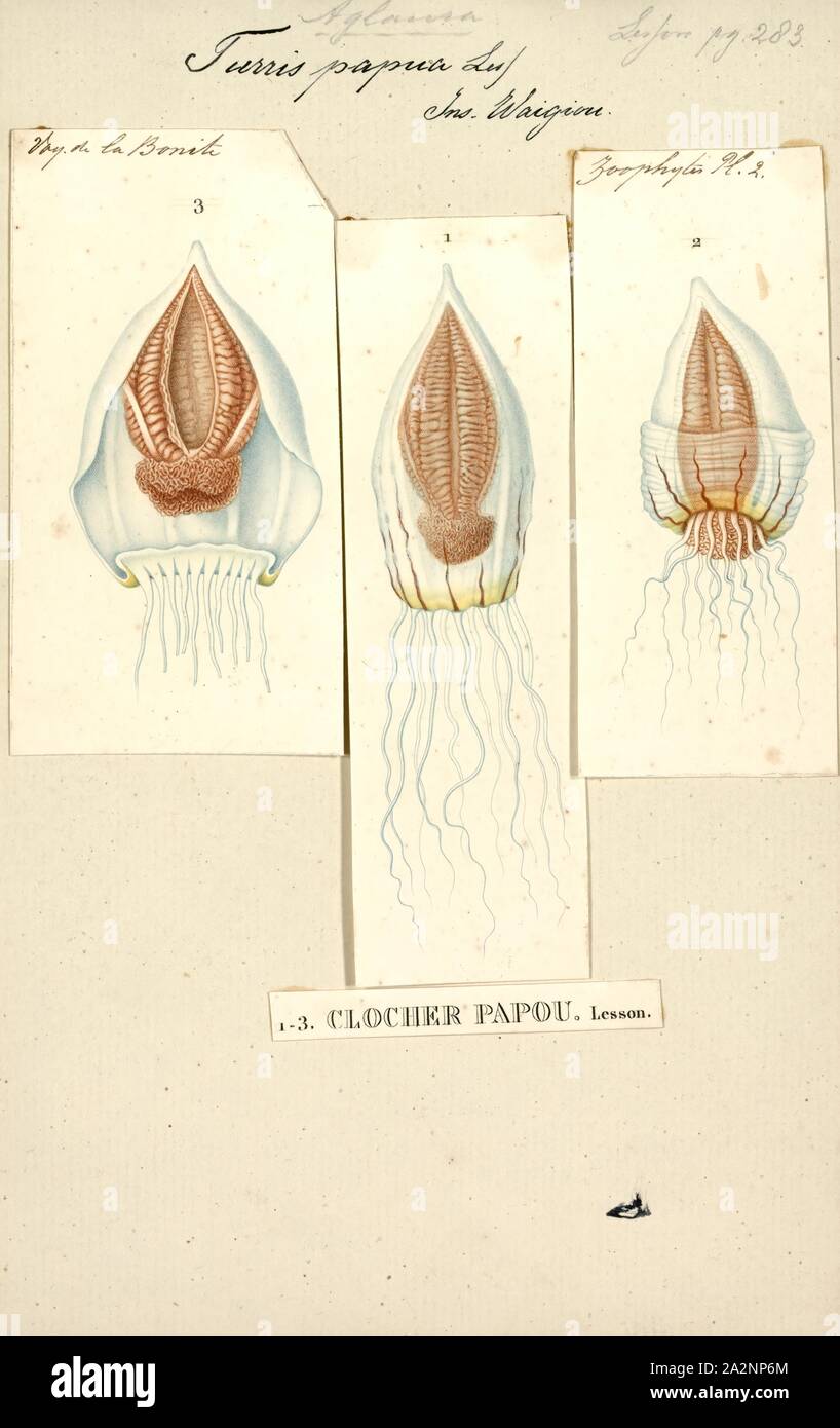 Turrids hi-res stock photography and images - Alamy