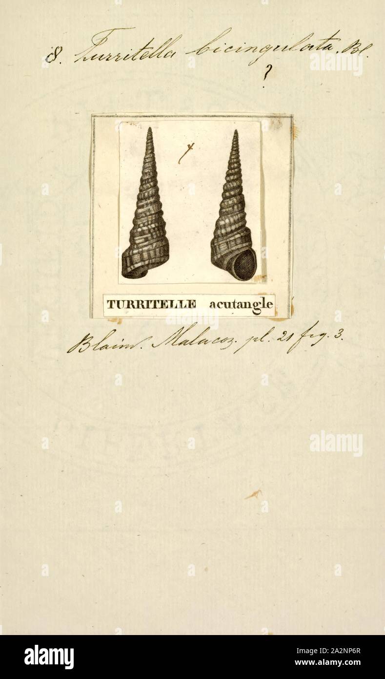 Turritella bicingulata, Print, Turritella bicingulata is a species of ...