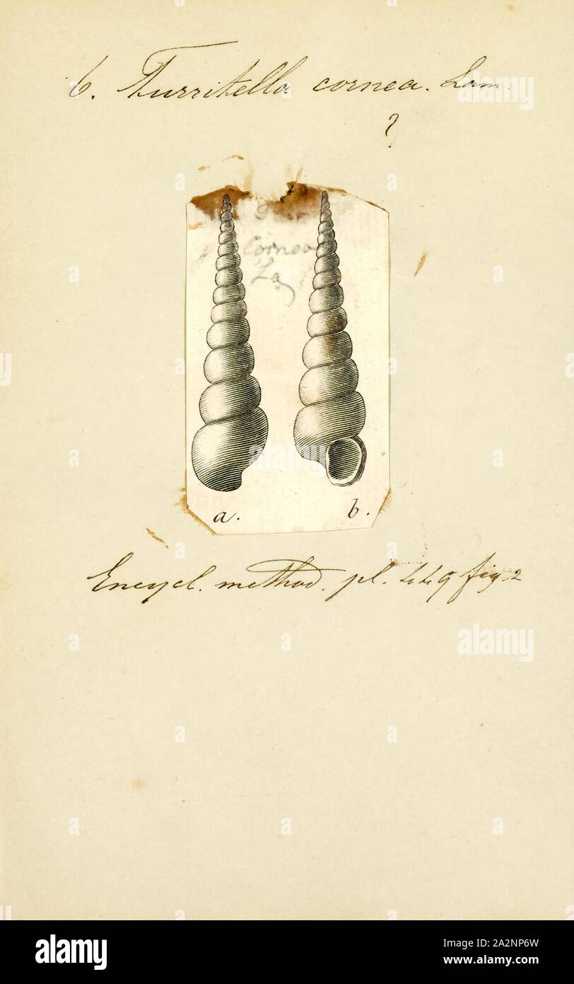 Turritella cornea, Print, Turritella cornea is a species of sea snail ...