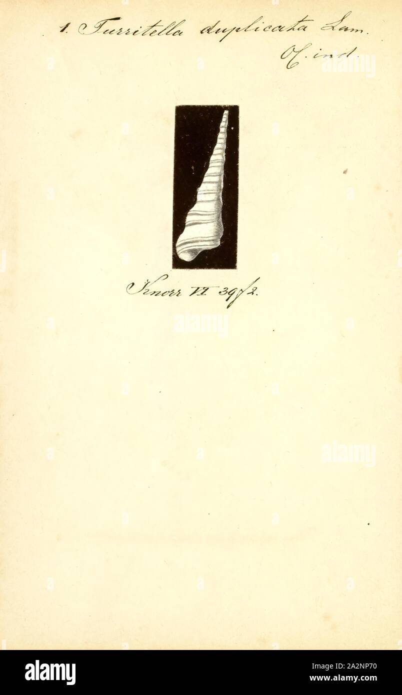 Turritella duplicata, Print, Turritella duplicata is a species of sea ...