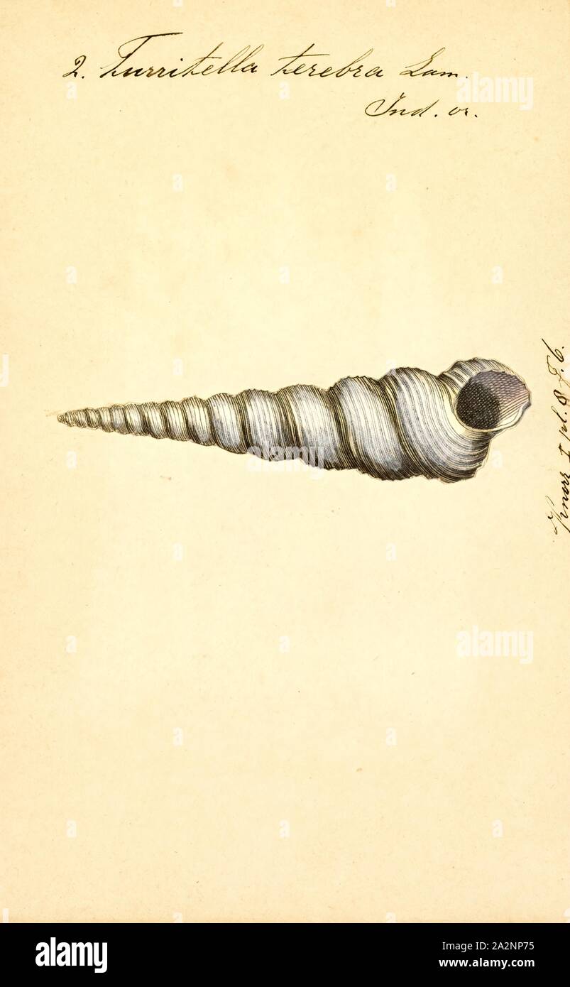 Turritella terebra, Print, Turritella terebra is a species of sea snail ...