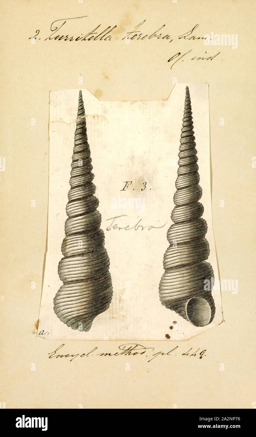 Turritella terebra, Print, Turritella terebra is a species of sea snail ...