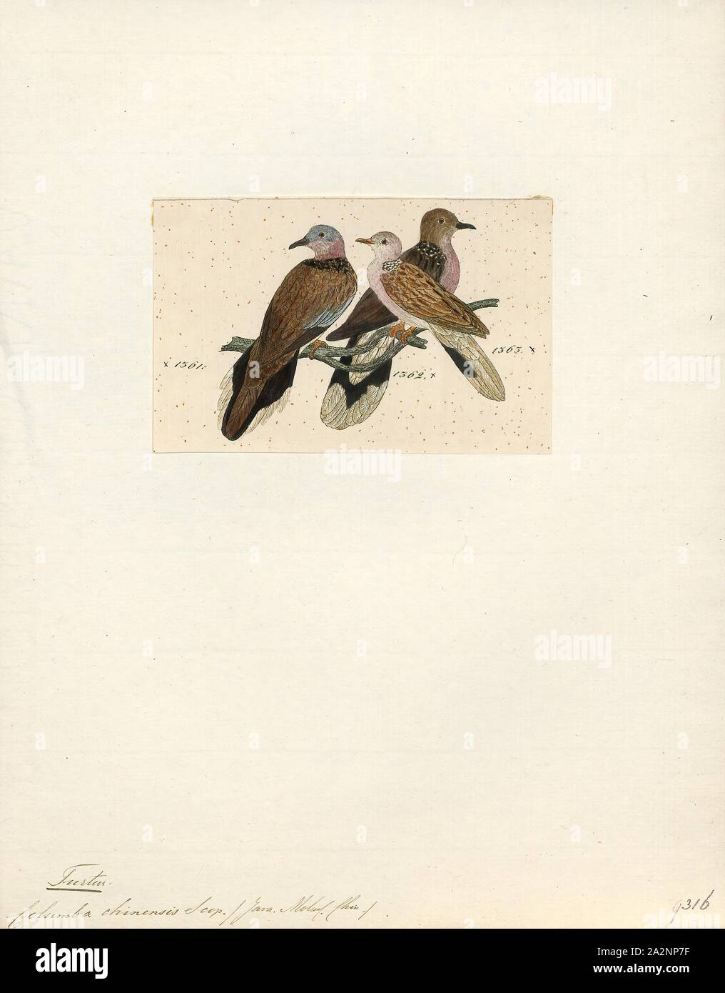 Turtur chinensis hi-res stock photography and images - Alamy