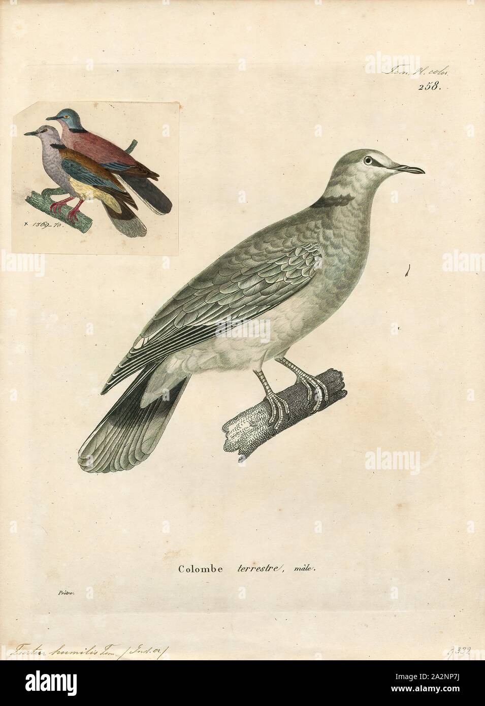 Turtur humilis hi-res stock photography and images - Alamy