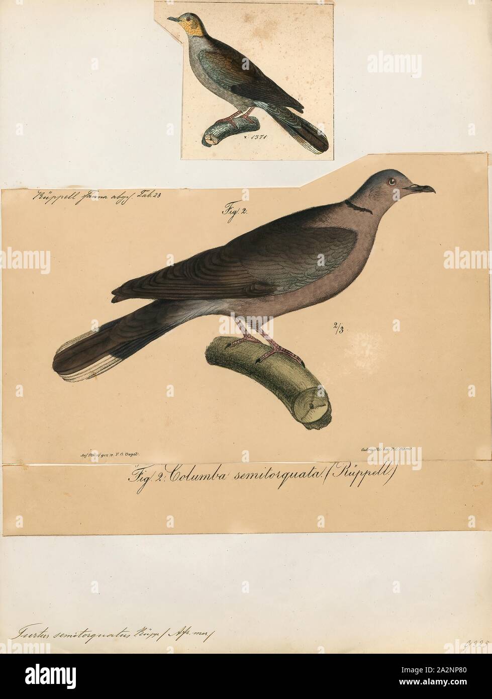 Turtur semitorquatus hi-res stock photography and images - Alamy