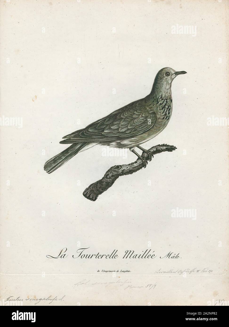 Turtur senegalensis hi-res stock photography and images - Alamy