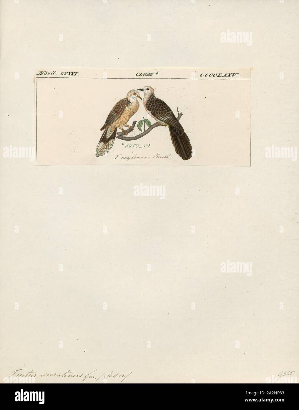 Turtur suratensis hi-res stock photography and images - Alamy