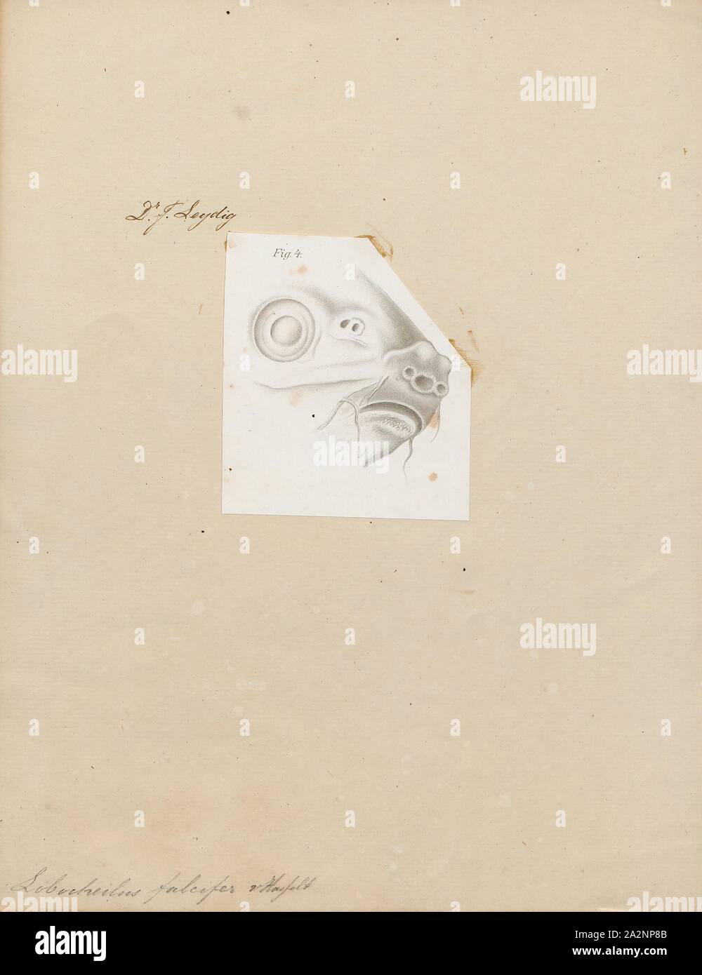 Tylognathus falcifer, Print, head Stock Photo - Alamy