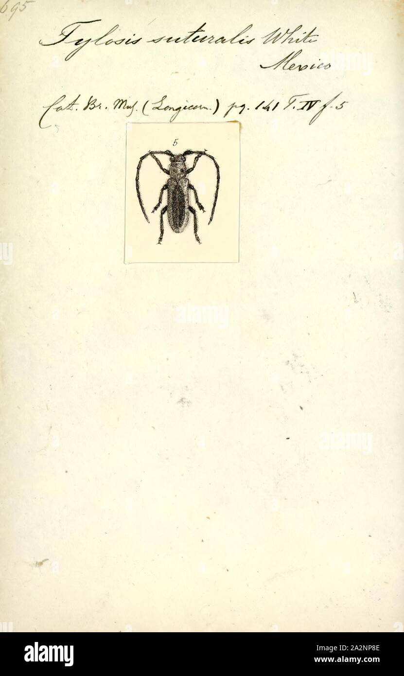 Tylosis hi-res stock photography and images - Alamy