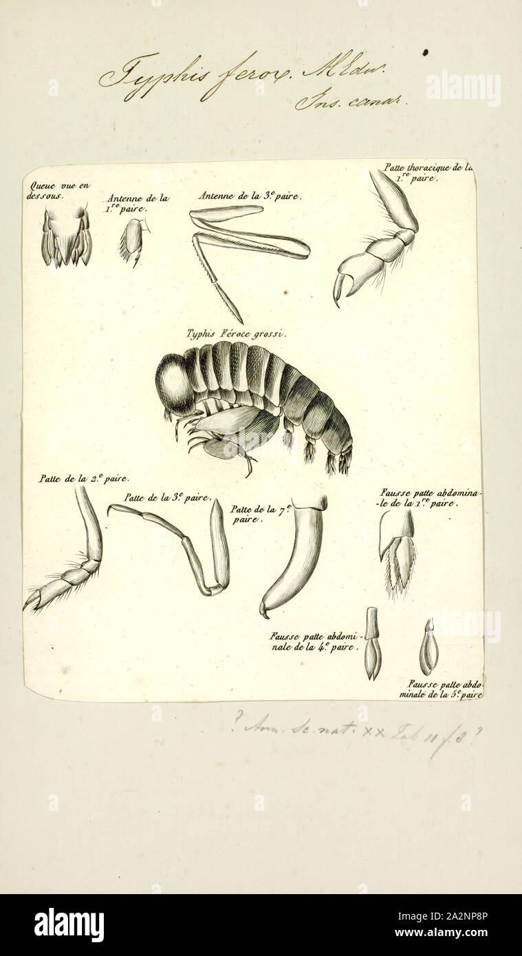 Typhis ferox, Print, Typhis is a genus of sea snails, marine gastropod ...