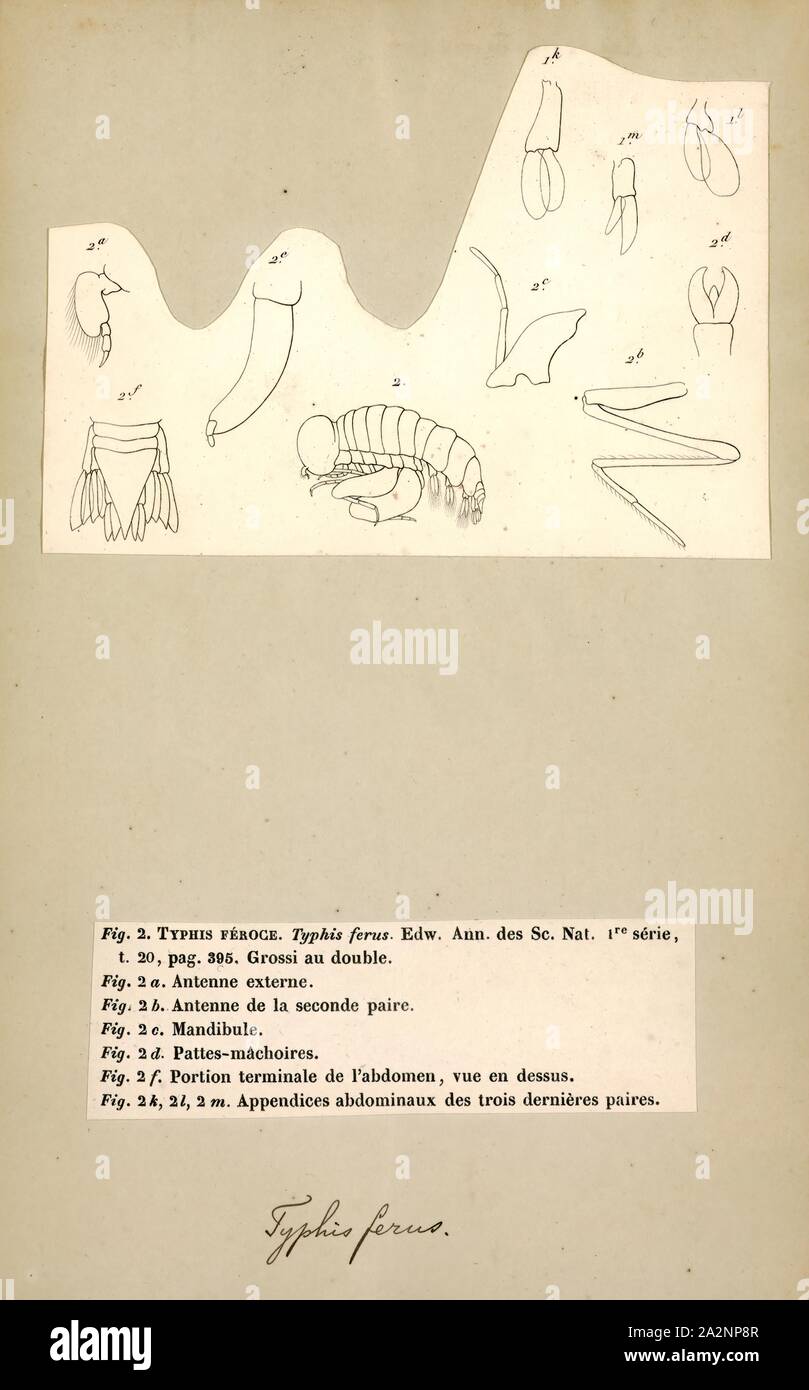 Typhis ferus, Print, Typhis is a genus of sea snails, marine gastropod ...