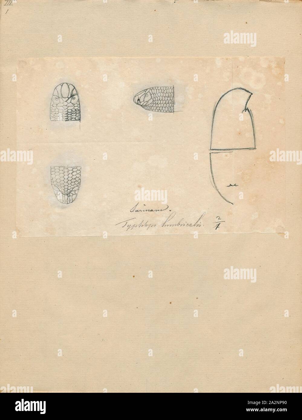 Typhlopidae family hi-res stock photography and images - Alamy