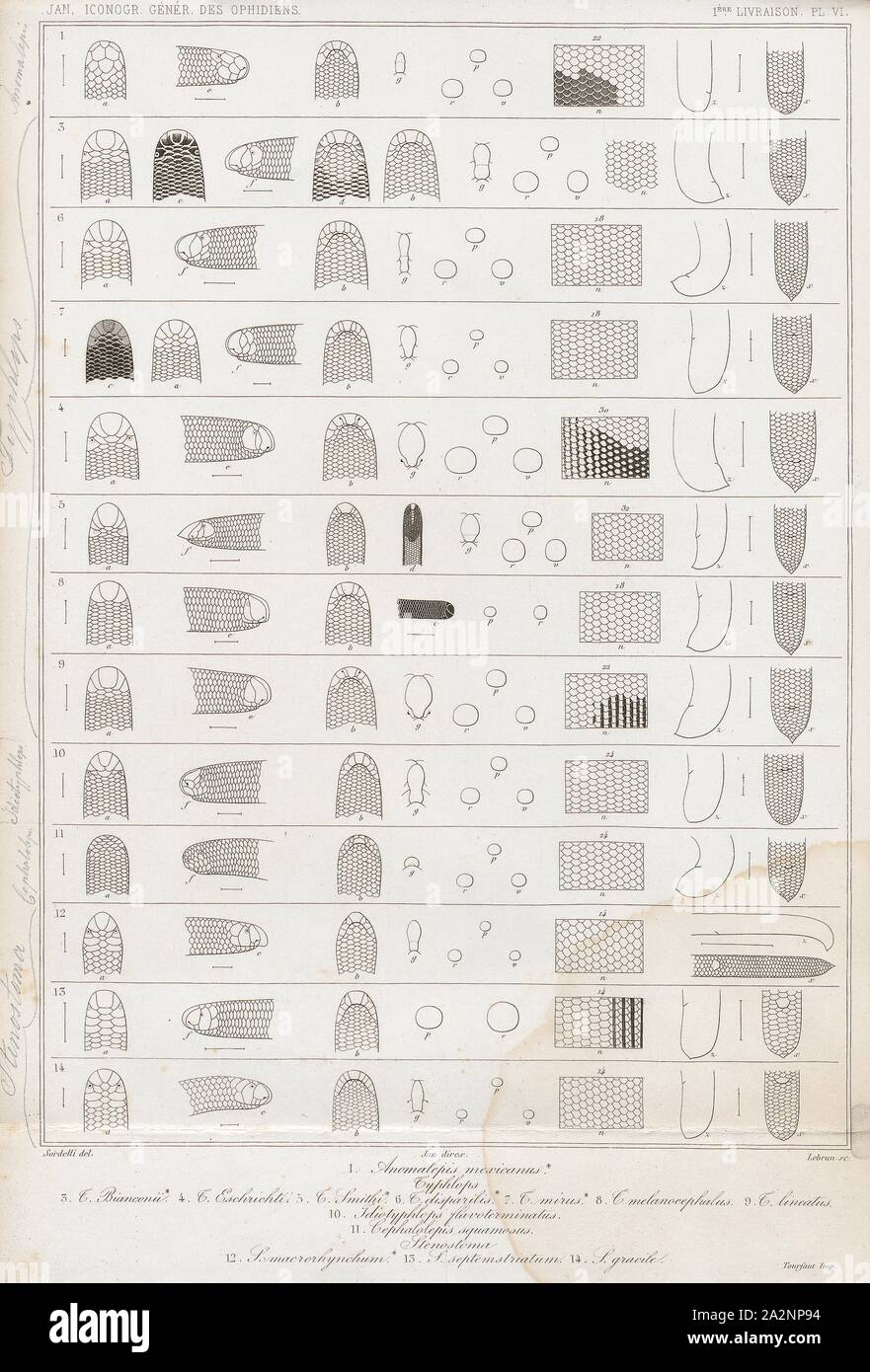 Blind snakes hi-res stock photography and images - Alamy