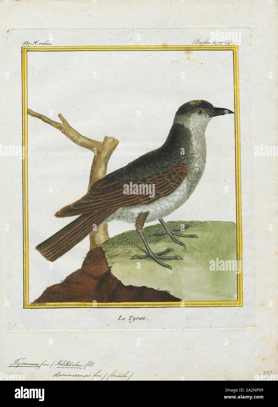 Pitirre puerto rico hi-res stock photography and images - Alamy