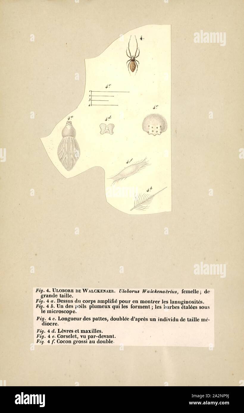 Uloborus, Print, Uloborus is a spider genus in the family Uloboridae ...