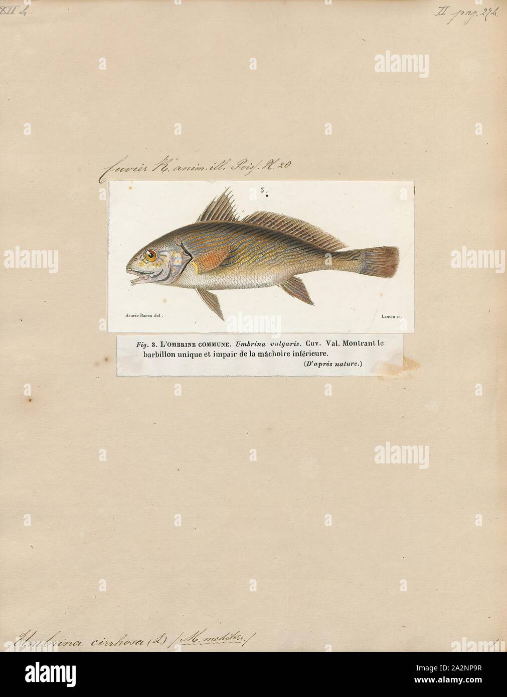 Umbrina cirrhosa, Print, Umbrina is a genus of fish from the croaker ...