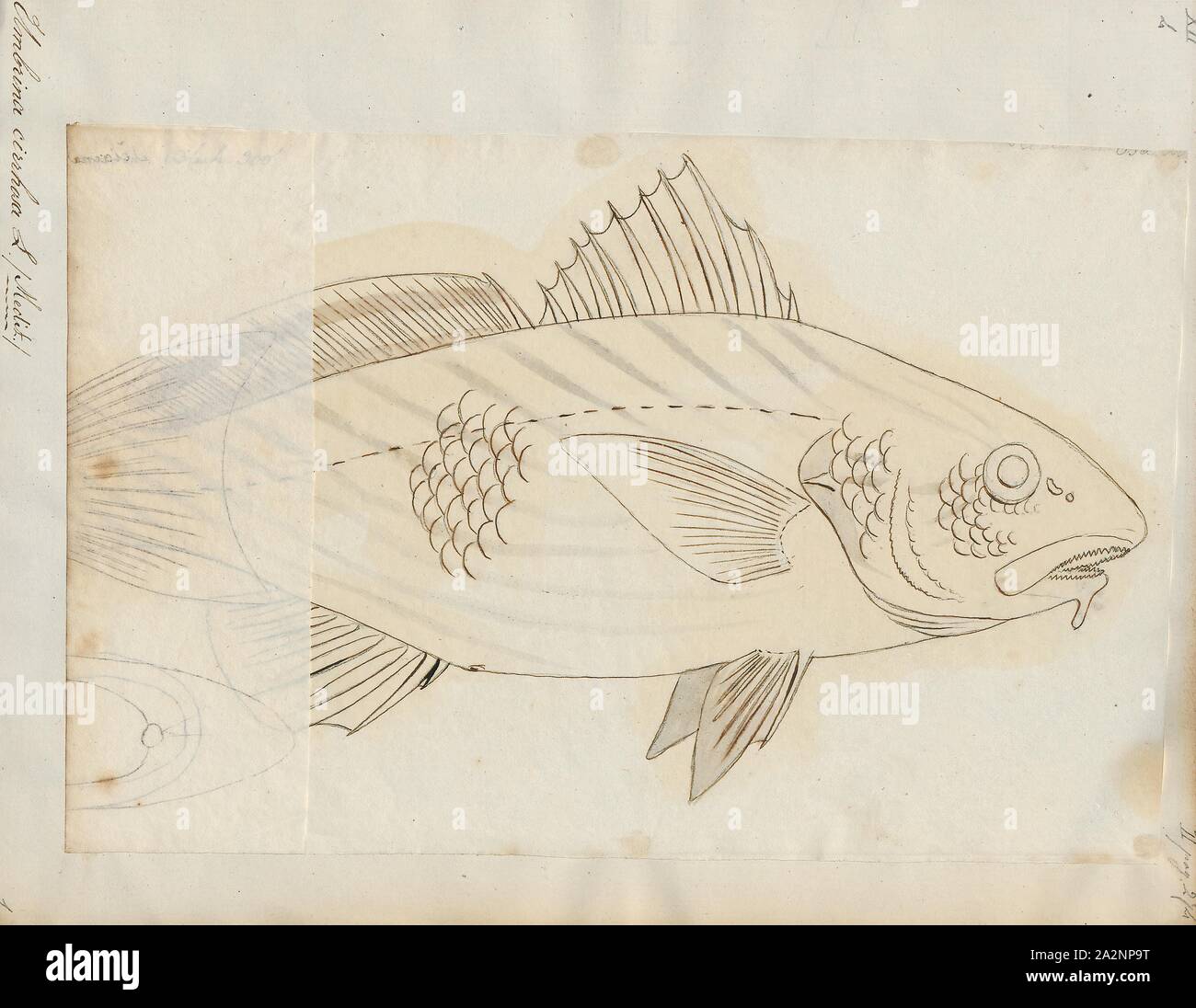 Umbrina cirrhosa, Print, Umbrina is a genus of fish from the croaker ...