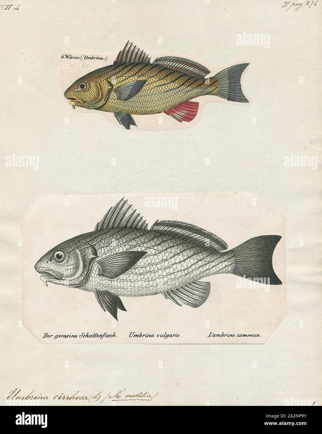 Juvenile Atlantic Croaker