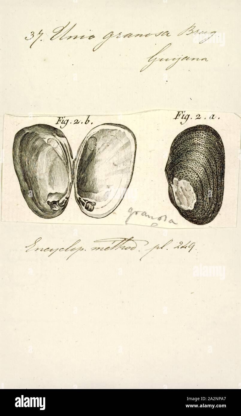 Granosa hi-res stock photography and images - Alamy