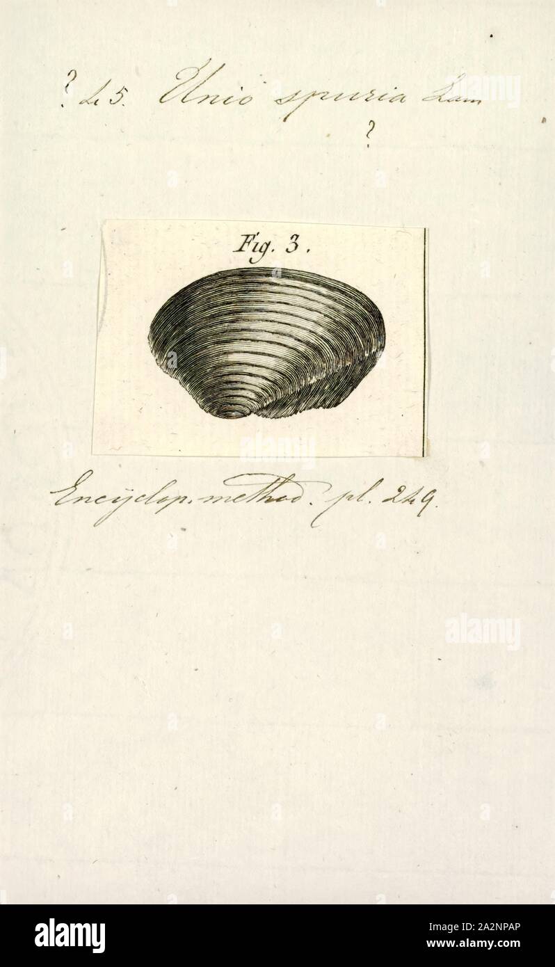 Spuria hi-res stock photography and images - Alamy